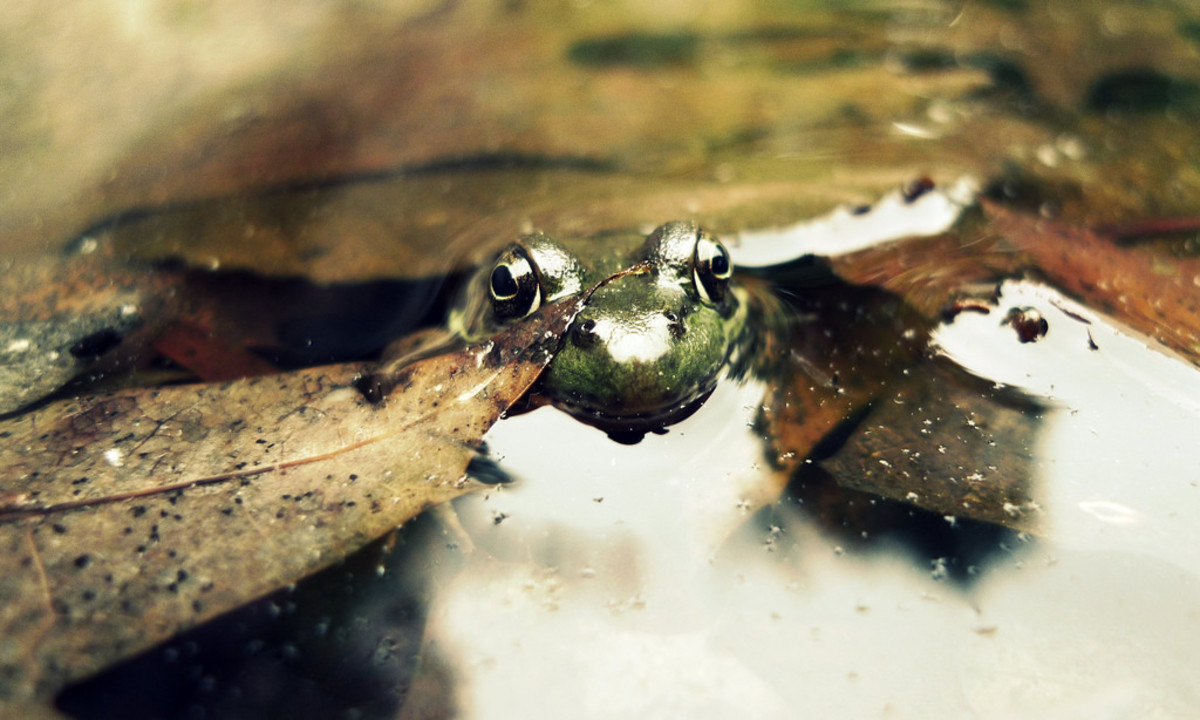 How to Kill or Get Rid of Frogs and Toads: 6 Simple Steps - Dengarden