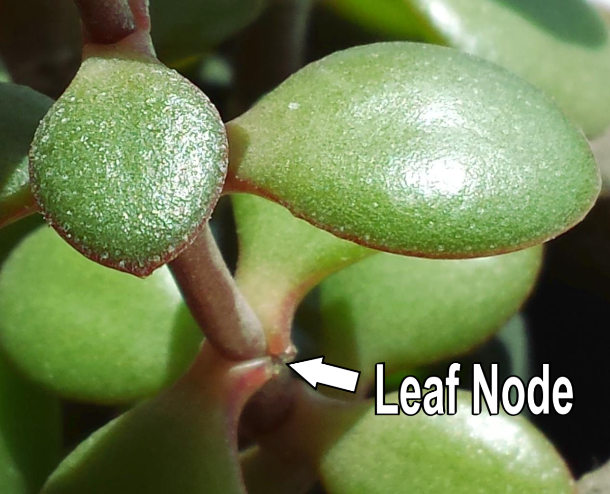 How to Care For and Propagate Jade Plants - Dengarden