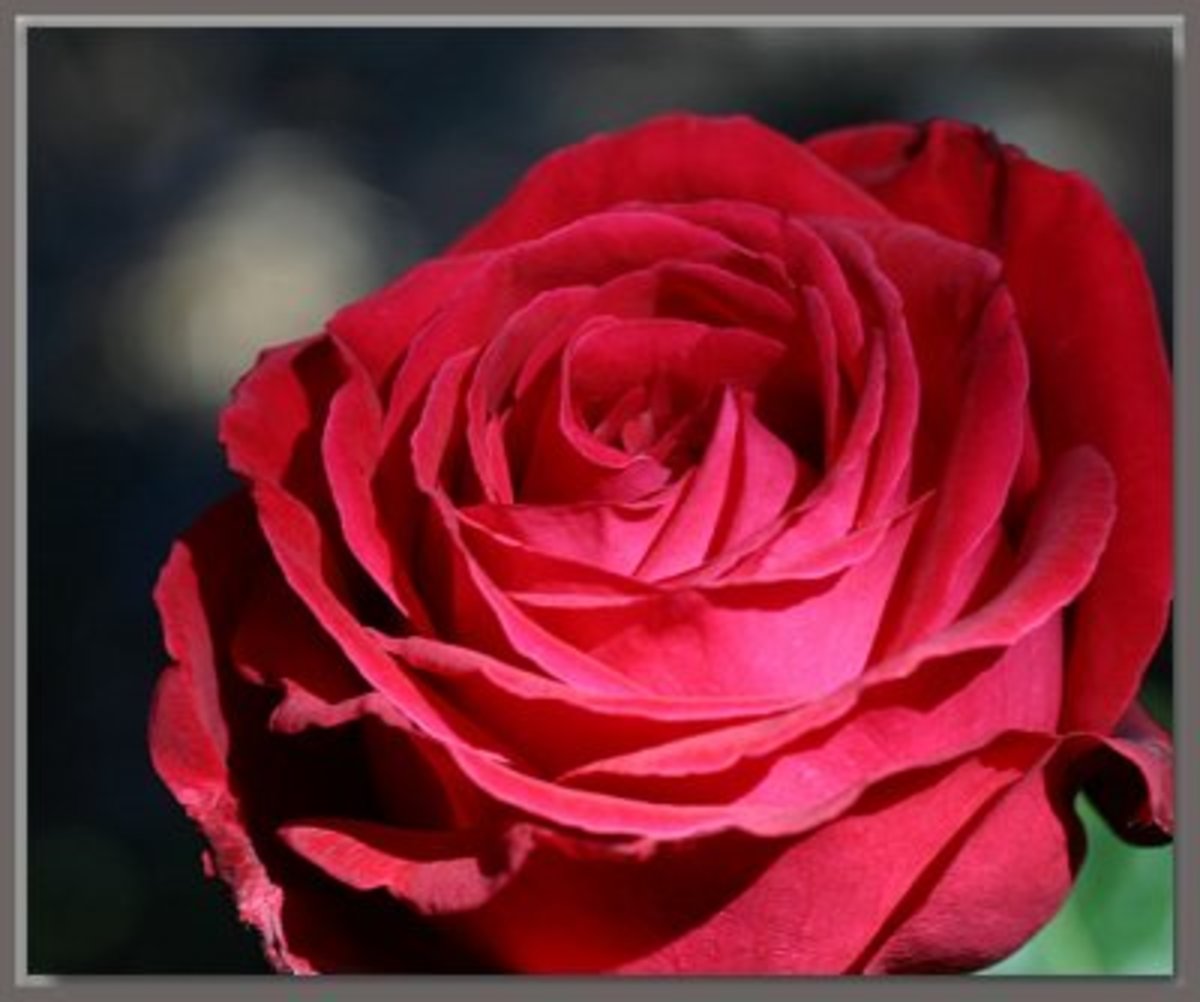 How to Plant and Prune Rose Bushes (With a Photo Gallery) - Dengarden