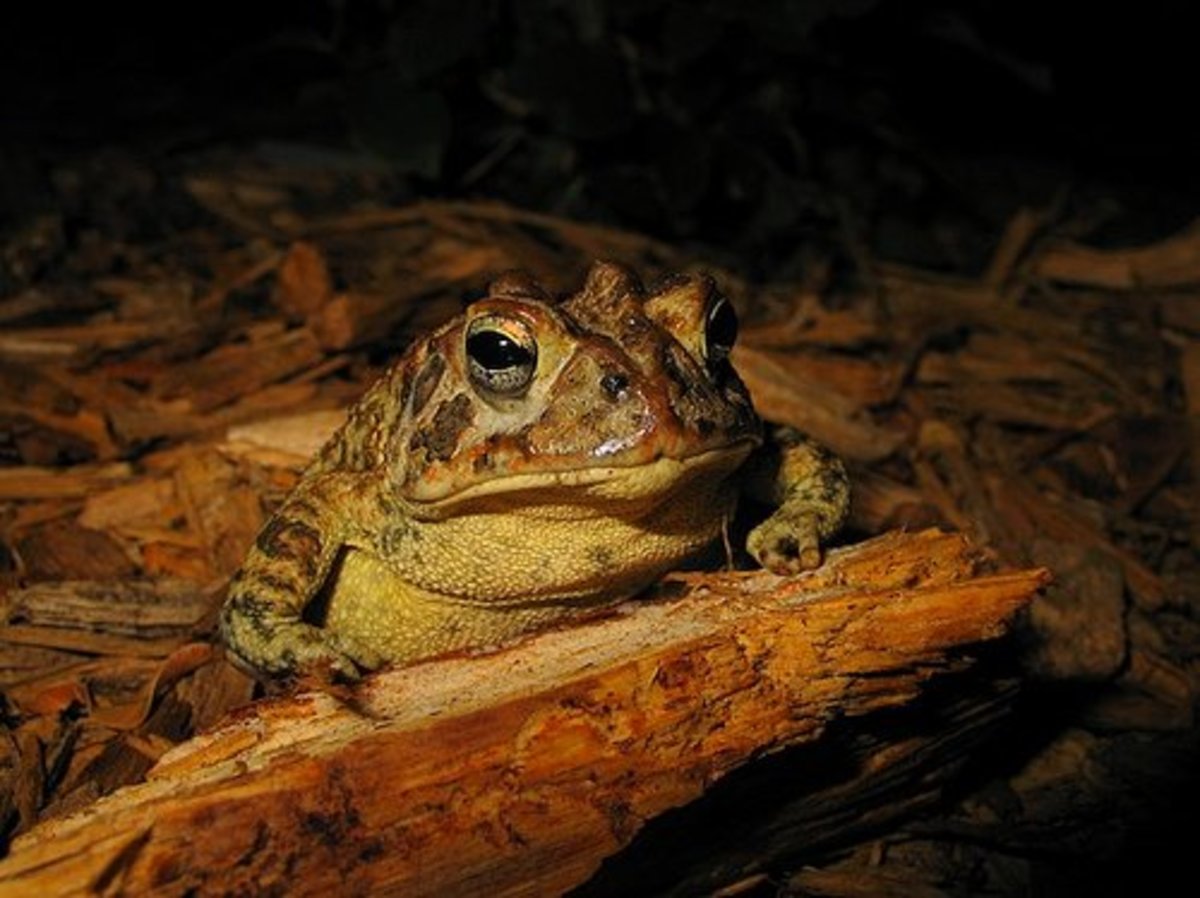 How to Attract Frogs and Toads to Your Garden - Dengarden