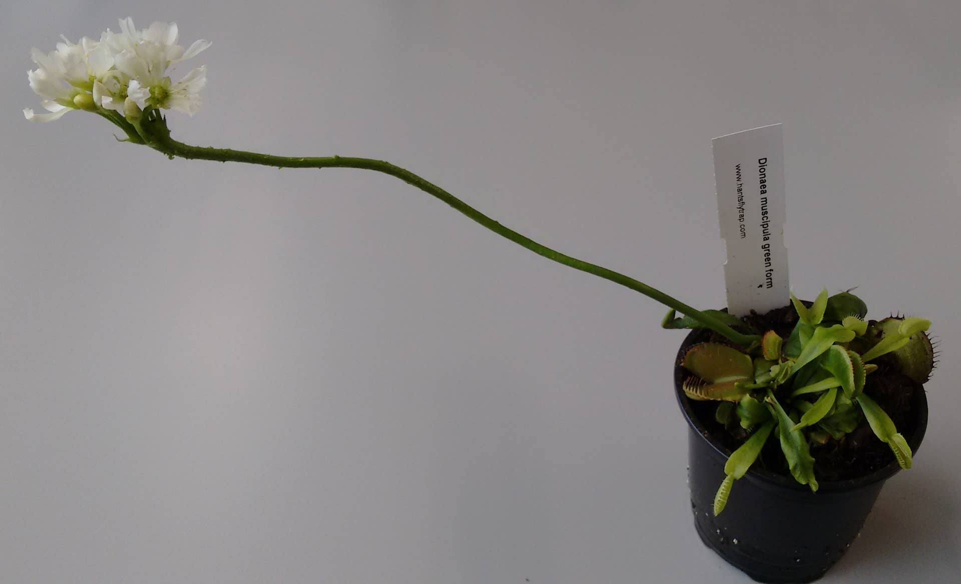 All About Venus Flytraps and How to Care for This Carnivorous Plant ...