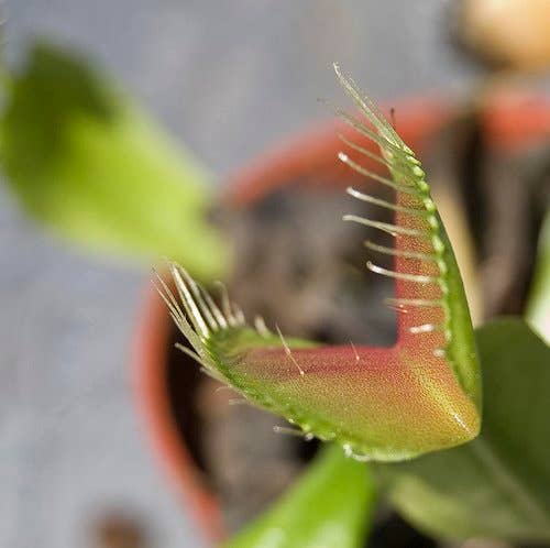 All About Venus Flytraps and How to Care for This Carnivorous Plant ...
