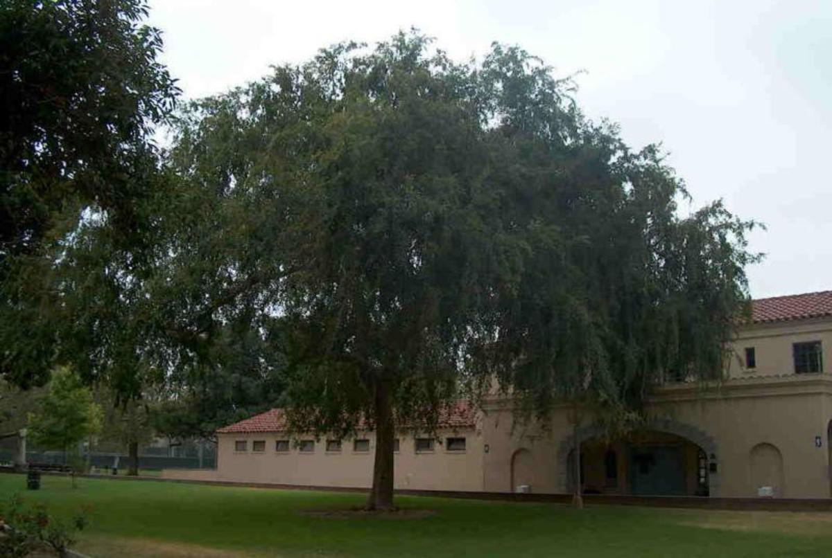 7 Fast-Growing Shade Trees Perfect for Home Gardens - Dengarden