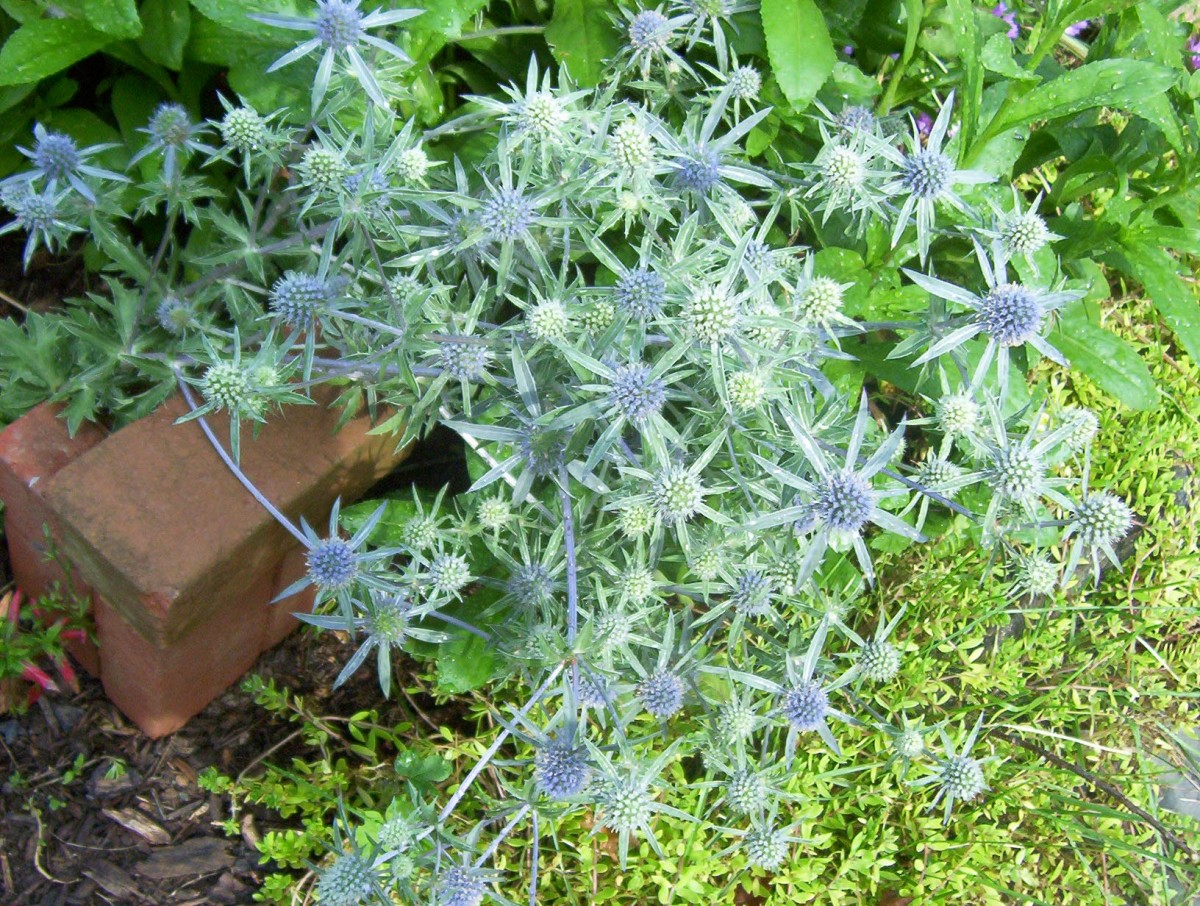 Summer-Blooming, Full Sun Perennials That Are Easy to Take Care Of ...