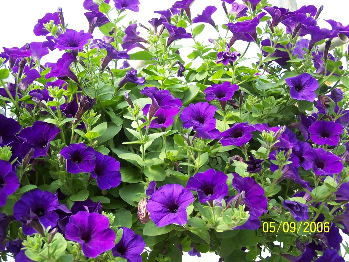 The Gardener's Companion: How to Grow Wave Petunias - Dengarden