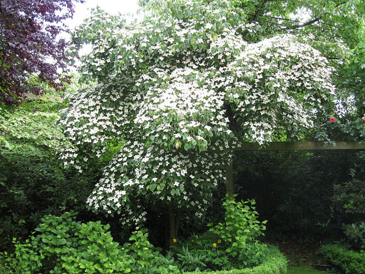 39 Small Trees (Under 30 Feet) for a Small Yard or Garden - Dengarden