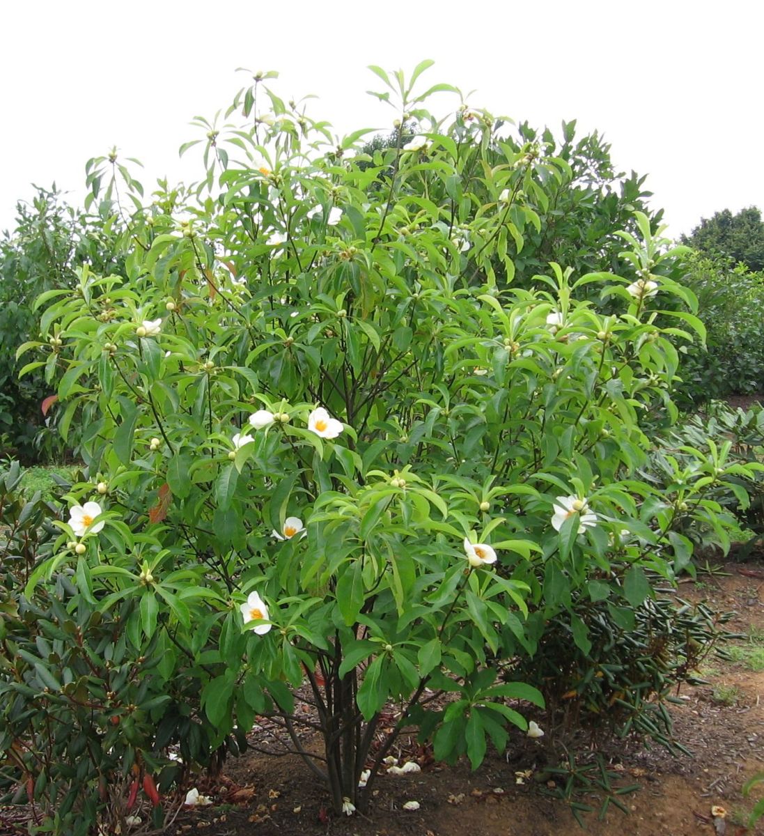 39 Small Trees (Under 30 Feet) for a Small Yard or Garden - Dengarden
