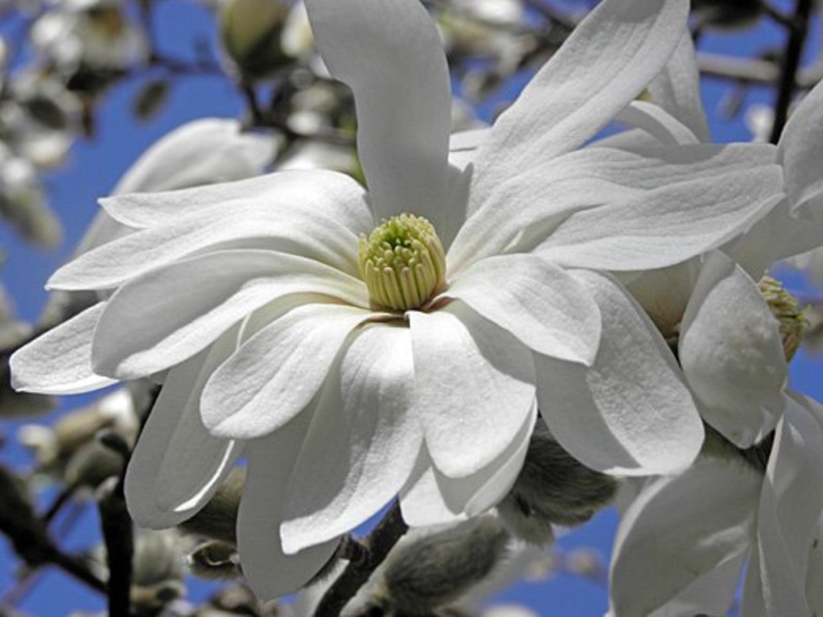 15 Types of Magnolia Trees and Shrubs (With Photos) - Dengarden