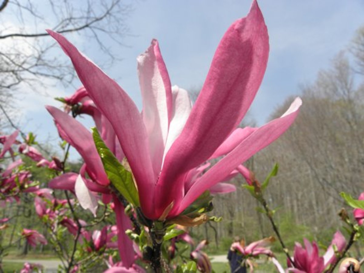 15 Types of Magnolia Trees and Shrubs (With Photos) - Dengarden