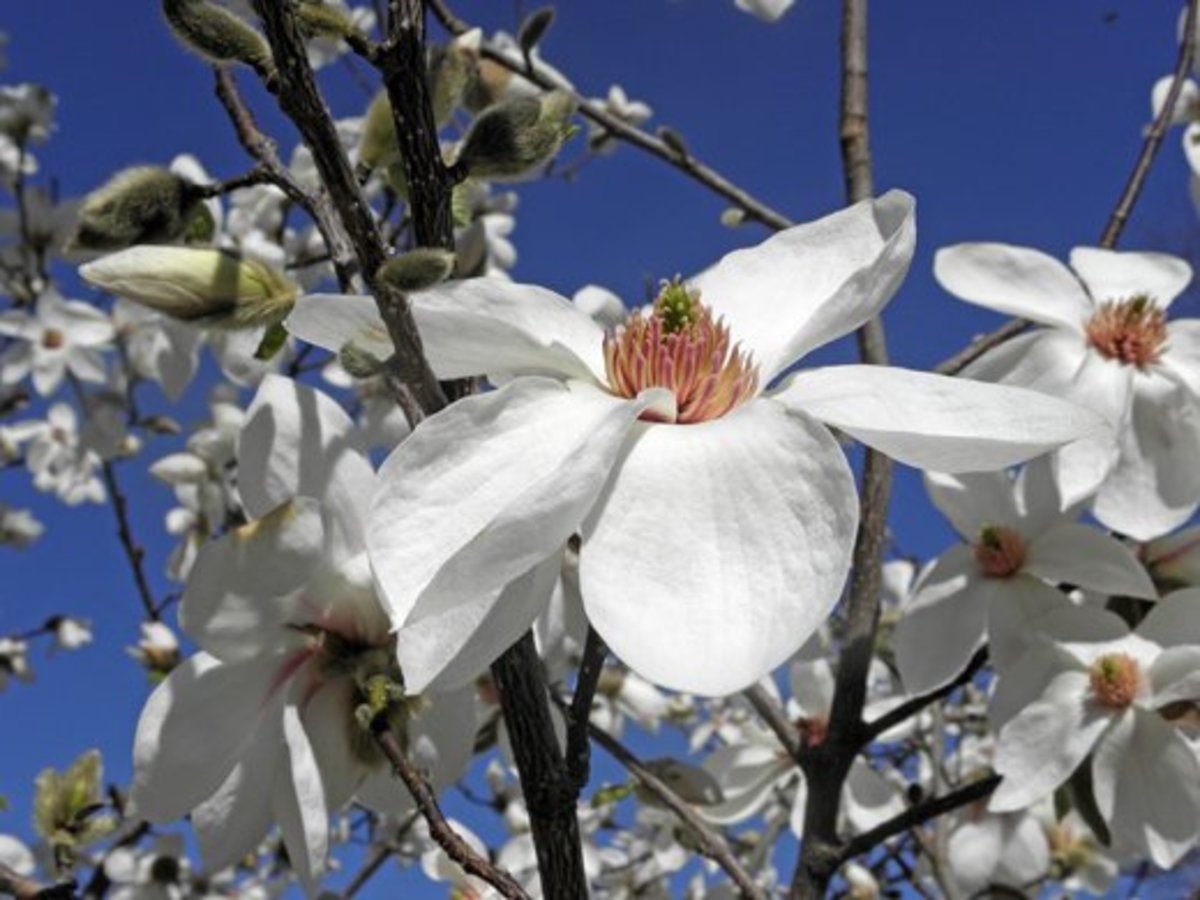 15 Types of Magnolia Trees and Shrubs (With Photos) - Dengarden