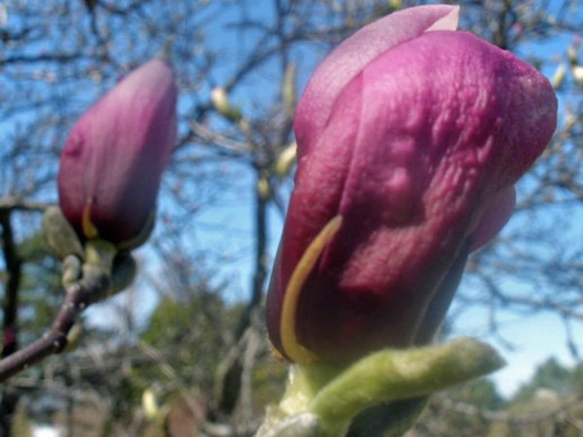 15 Types of Magnolia Trees and Shrubs (With Photos) - Dengarden