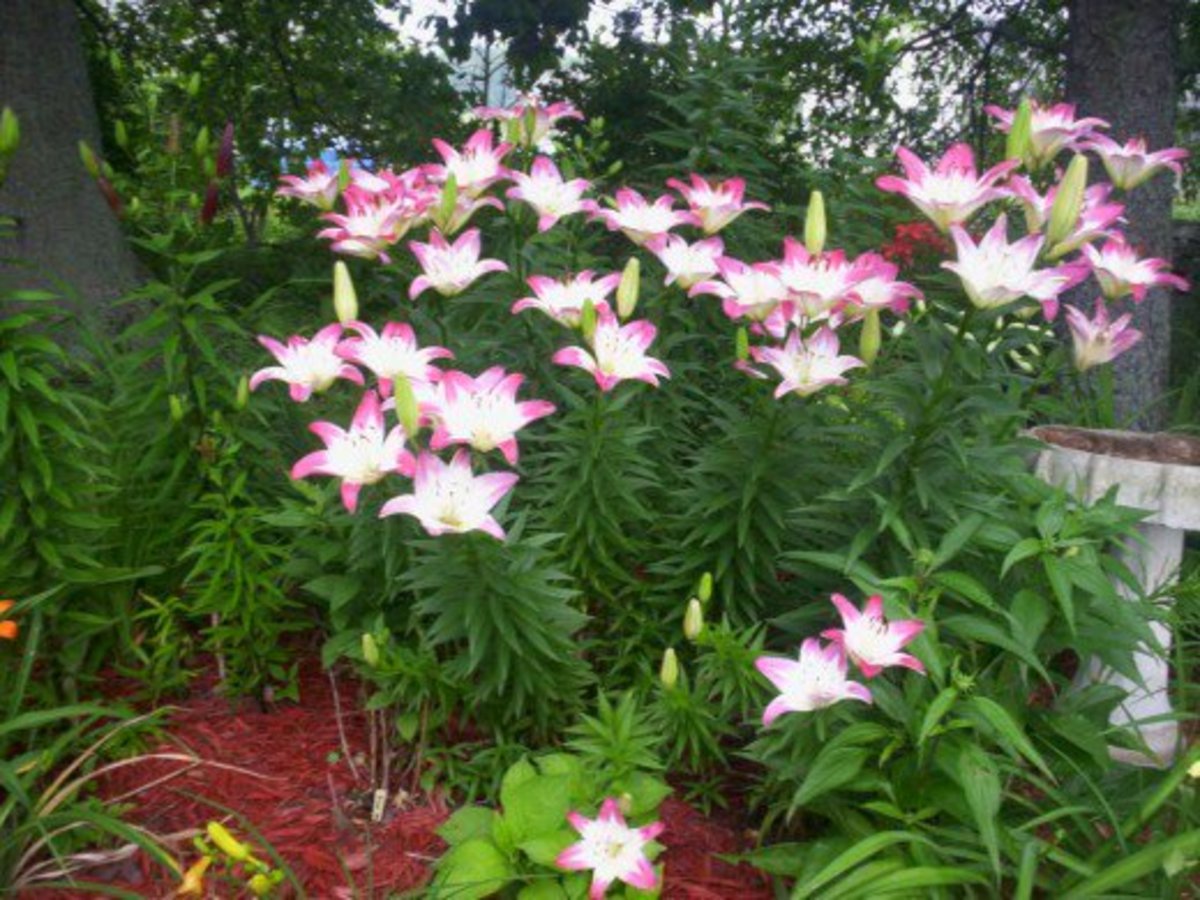 How to Grow Asiatic Lilies - Dengarden
