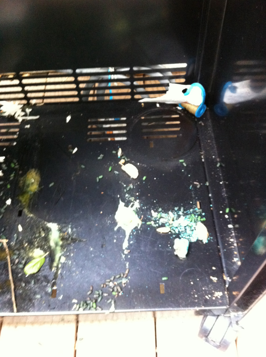 How to Kill Rats, Inside and Outside - Dengarden