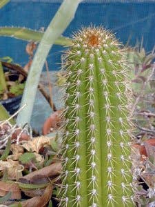 7 Types of Indoor Cactus Plants - Dengarden