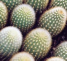 7 Types of Indoor Cactus Plants - Dengarden
