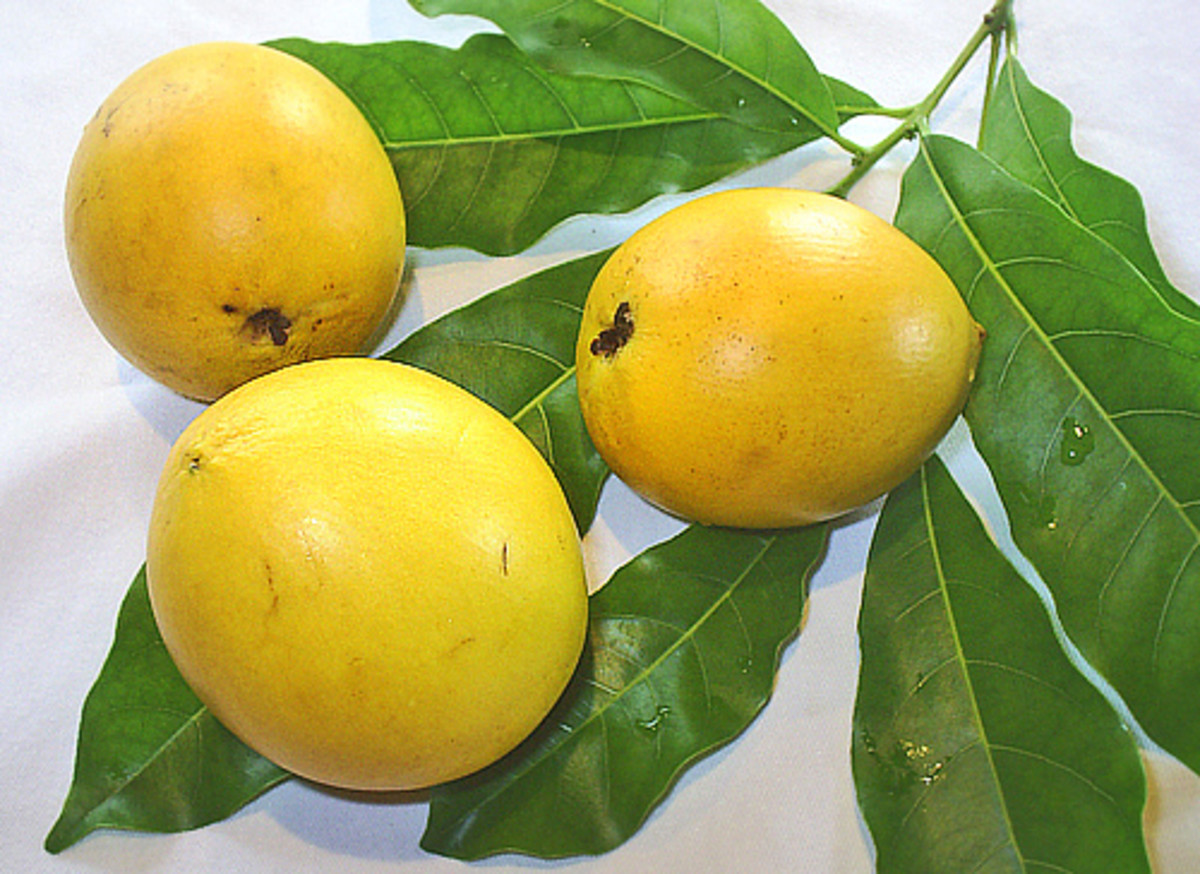 Tropical Taste of Hawaii: The Amazing Abiu Fruit - Dengarden