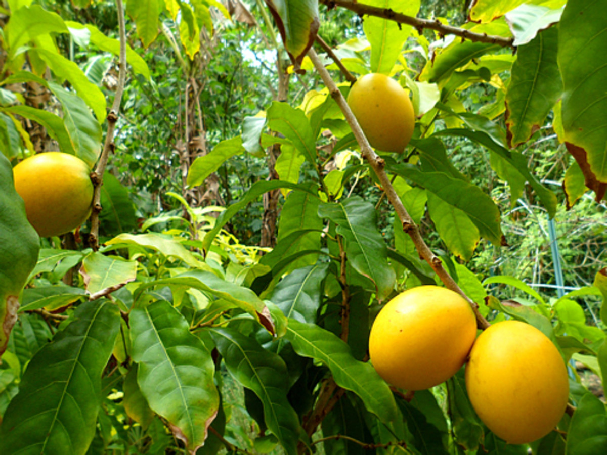 Tropical Taste of Hawaii: The Amazing Abiu Fruit - Dengarden