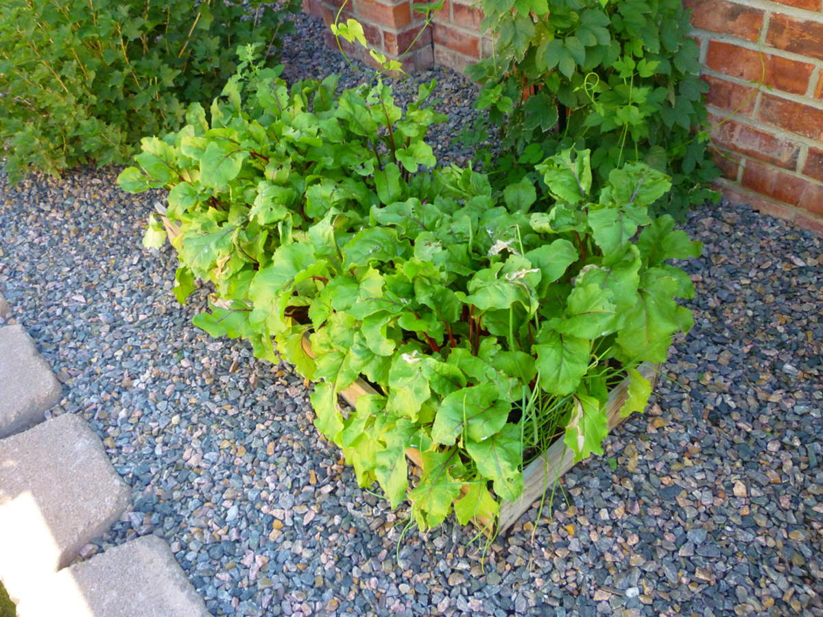 How to Grow Beets in a Container - Dengarden
