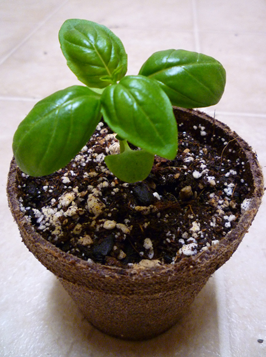 How to Care for Sweet Basil - Dengarden