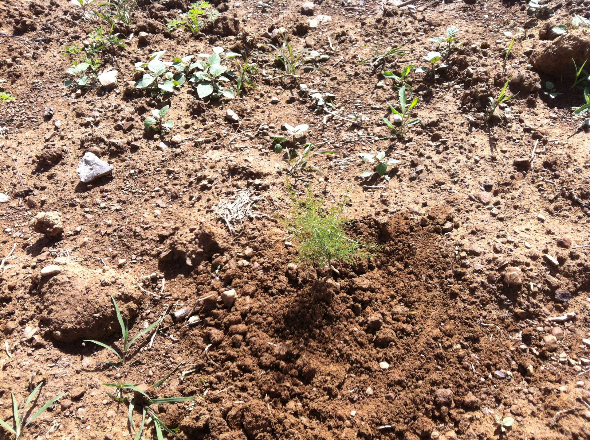 How to Plant and Grow Wild Asparagus - Dengarden