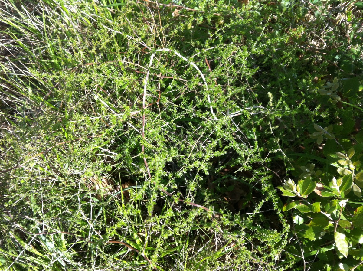 How to Plant and Grow Wild Asparagus - Dengarden