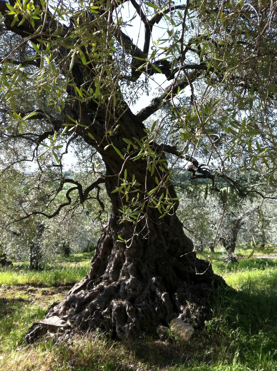 How and When to Prune an Olive Tree (the Tuscan Way) - Dengarden
