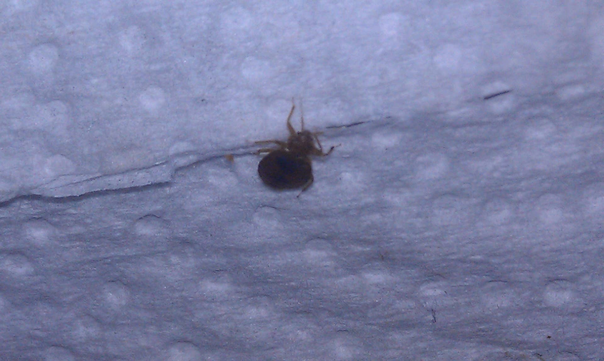 How to Identify Bedbugs and Distinguish Them From Other Pests - Dengarden