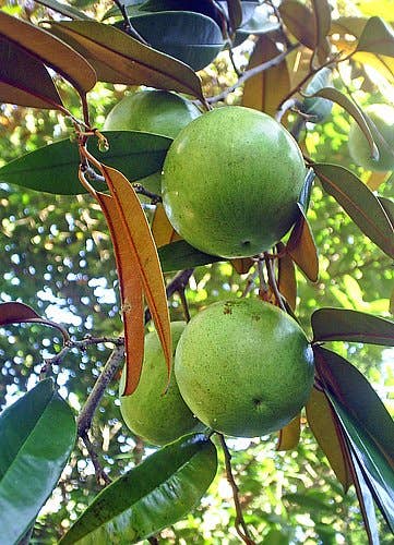 Tropical Taste of Hawaii: The Starry Star Apple - Dengarden