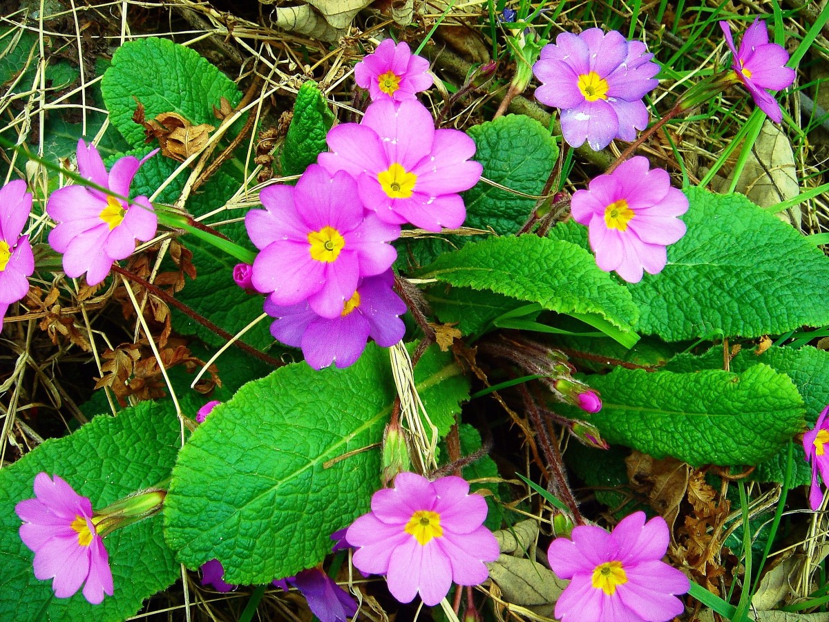 Primulas and Primroses: Facts About Beautiful Spring Flowers - Dengarden