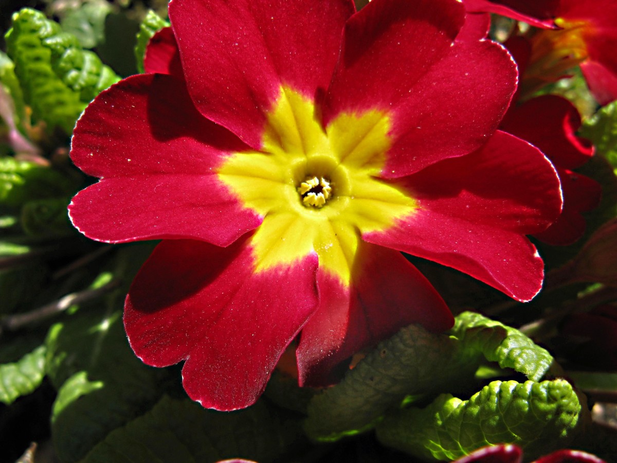 Primulas and Primroses: Facts About Beautiful Spring Flowers - Dengarden