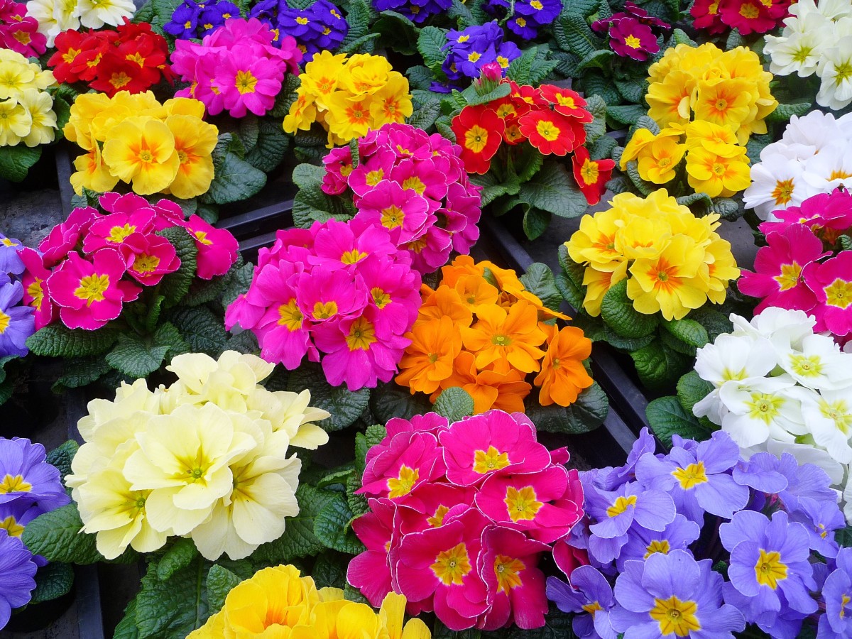 Primulas and Primroses: Facts About Beautiful Spring Flowers - Dengarden