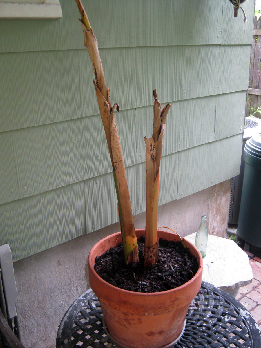 How to Grow Banana Plants in Cool Climates - Dengarden