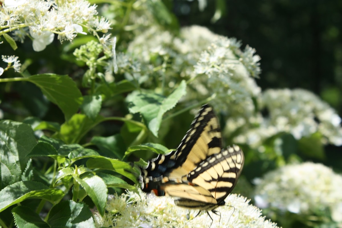 Climbing Hydrangea Care Guide: From Planting to Pruning - Dengarden