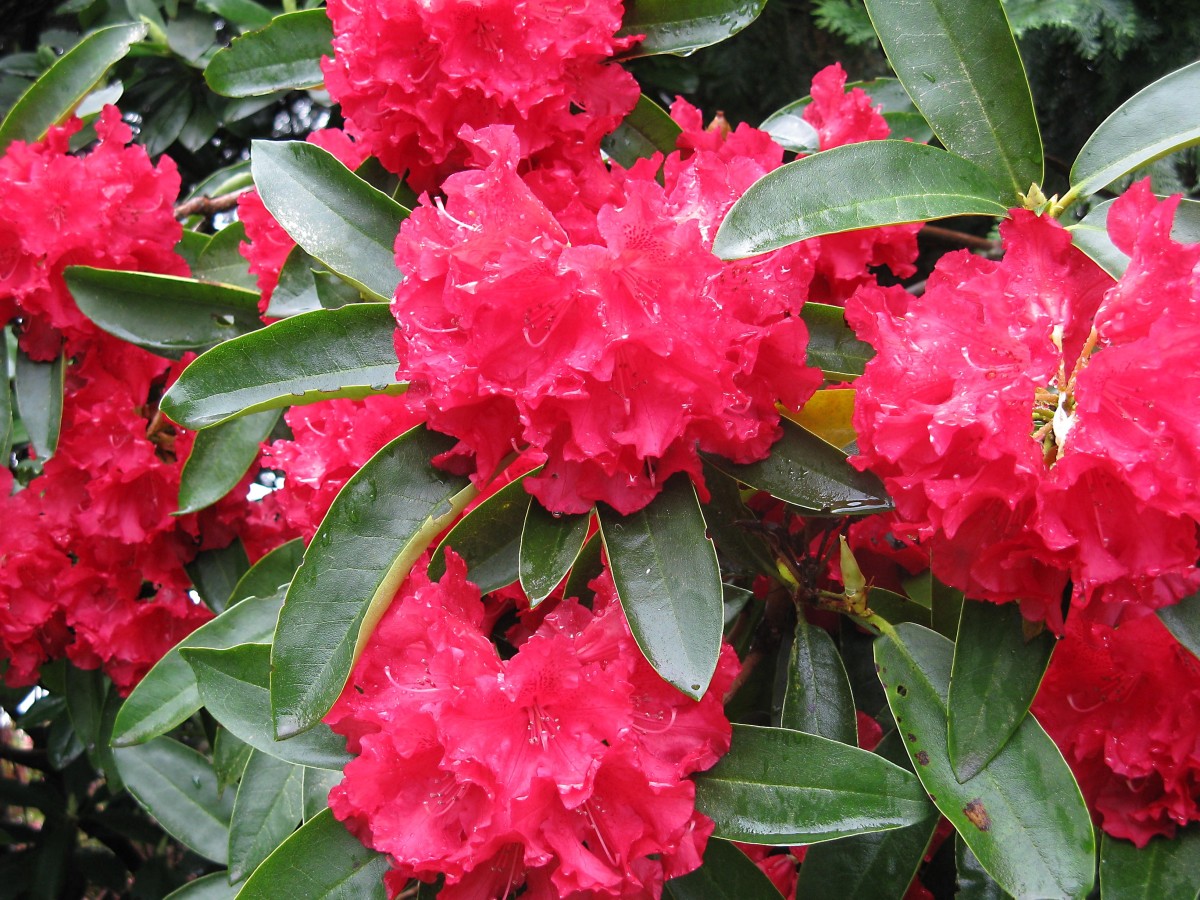 Rhododendron Photos, Plant Facts, and Care Tips - Dengarden