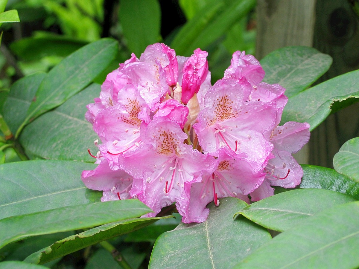 Rhododendron Photos, Plant Facts, and Care Tips - Dengarden