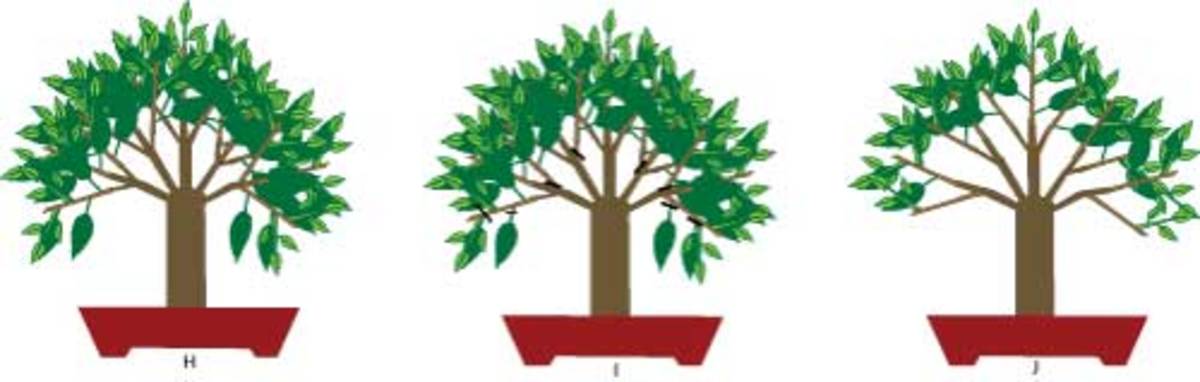 A Beginner's Guide to Bonsai - Dengarden