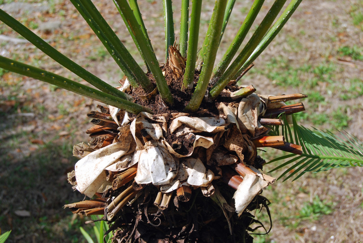 Killing Cycad Scale With Coffee Grounds - Dengarden