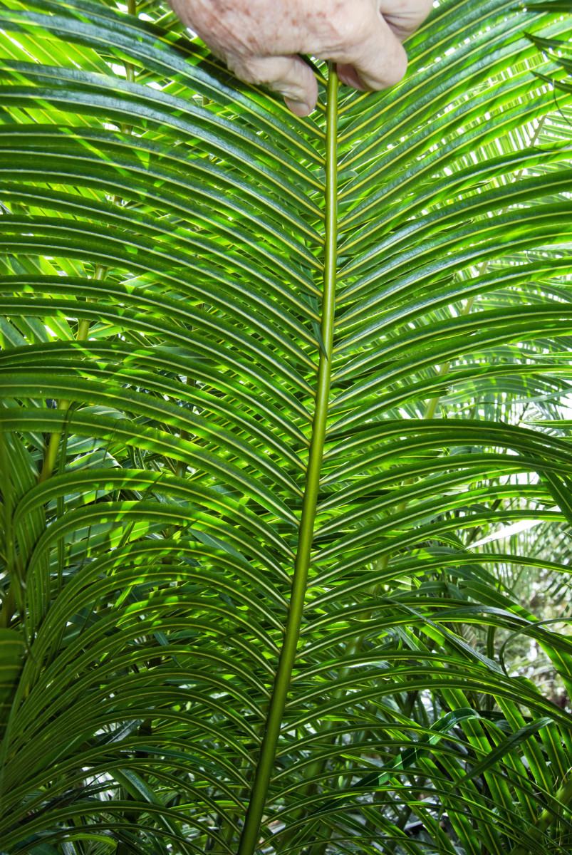 Killing Cycad Scale With Coffee Grounds - Dengarden