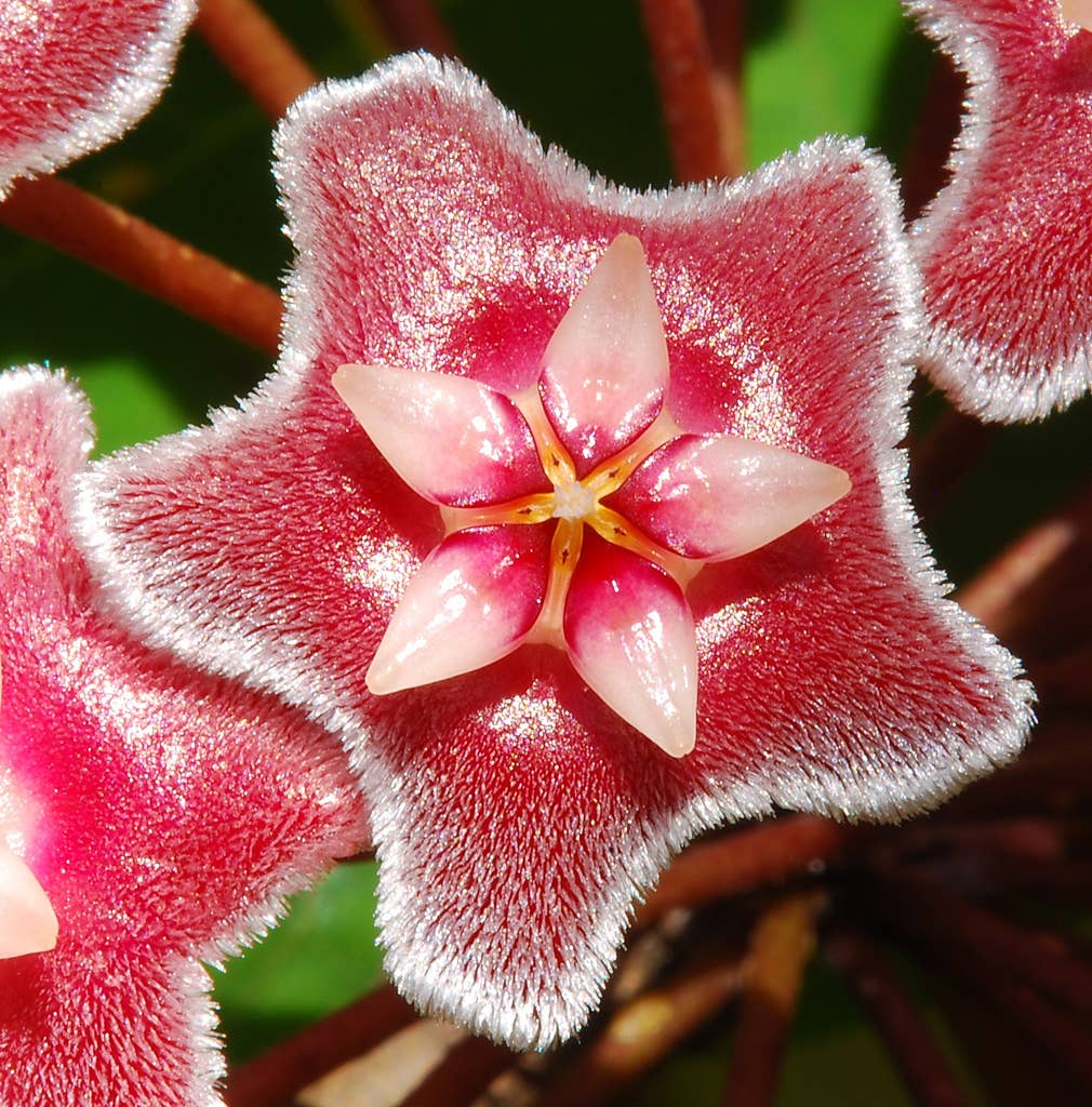 How to Care for and Propagate the Hoya Plant (Rope Plant) - Dengarden