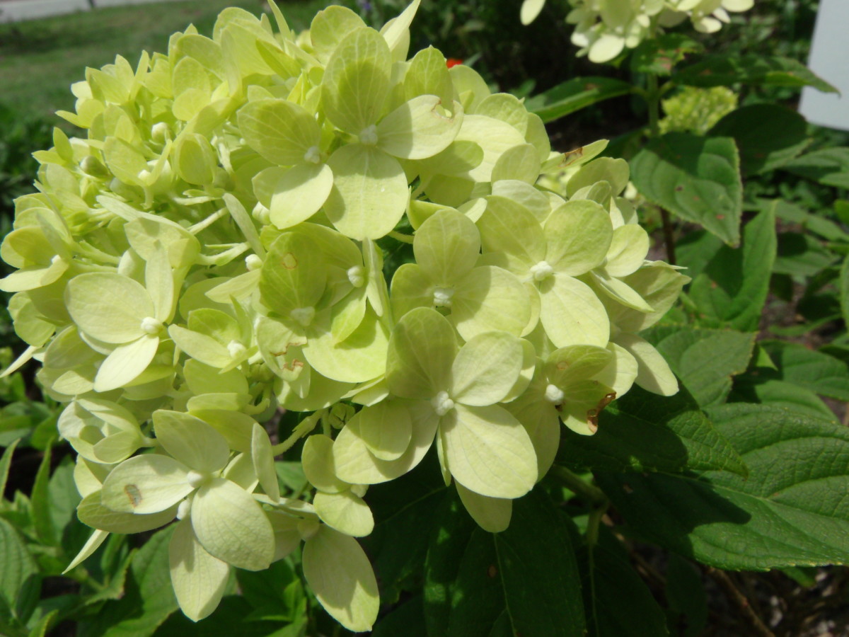 Green Flowers for Gardens and Arrangements - Dengarden