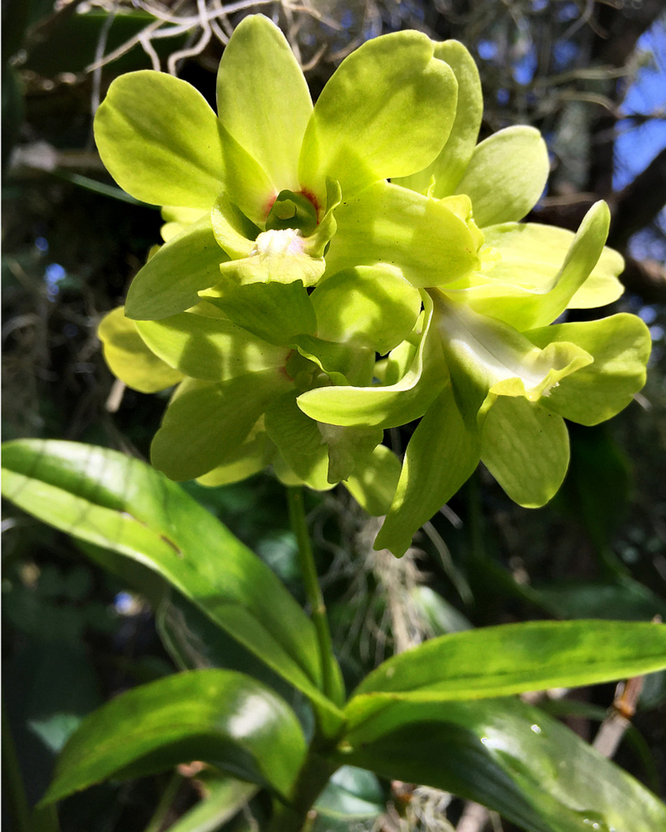 How to Use the Color Wheel to Design Your Flower Garden - Dengarden