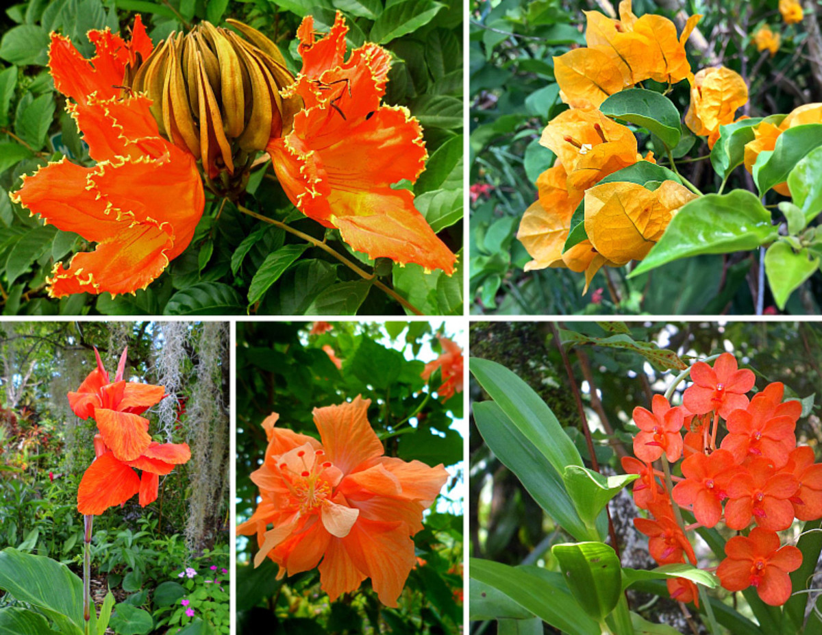 How to Use the Color Wheel to Design Your Flower Garden - Dengarden