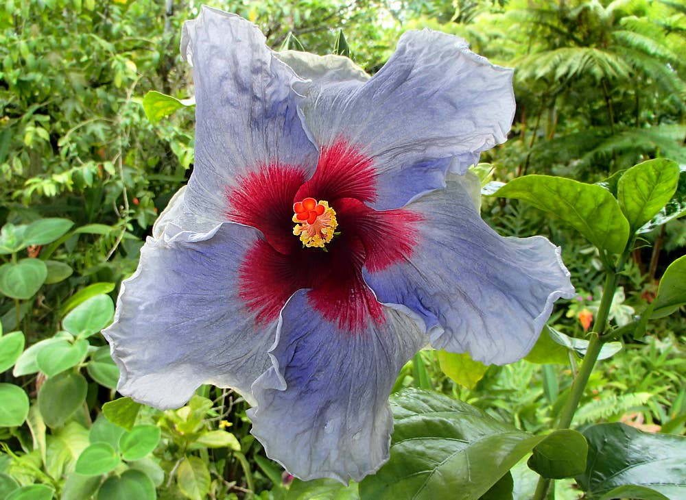 How to Use the Color Wheel to Design Your Flower Garden - Dengarden