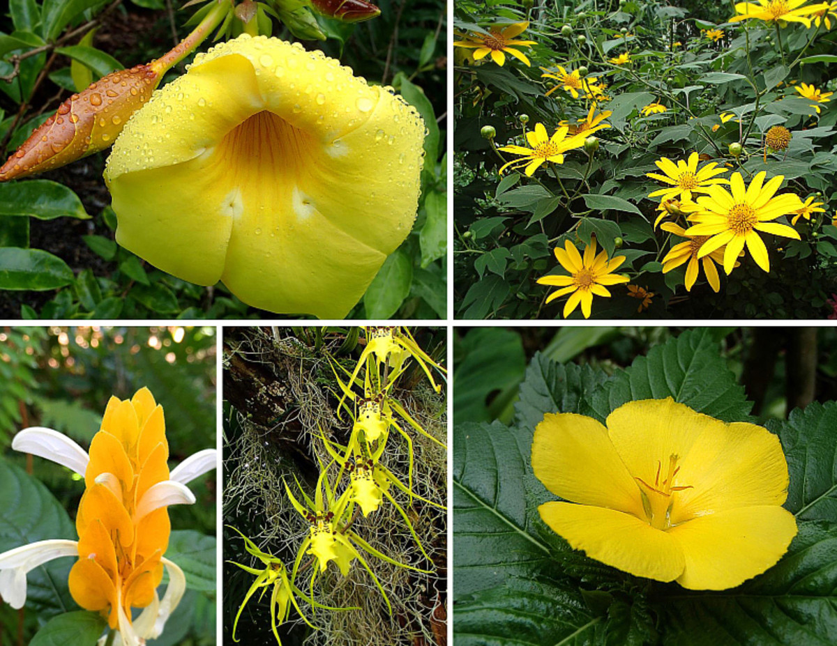 How to Use the Color Wheel to Design Your Flower Garden - Dengarden