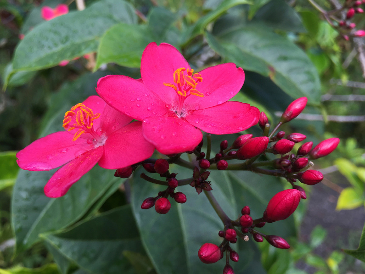 How to Use the Color Wheel to Design Your Flower Garden - Dengarden