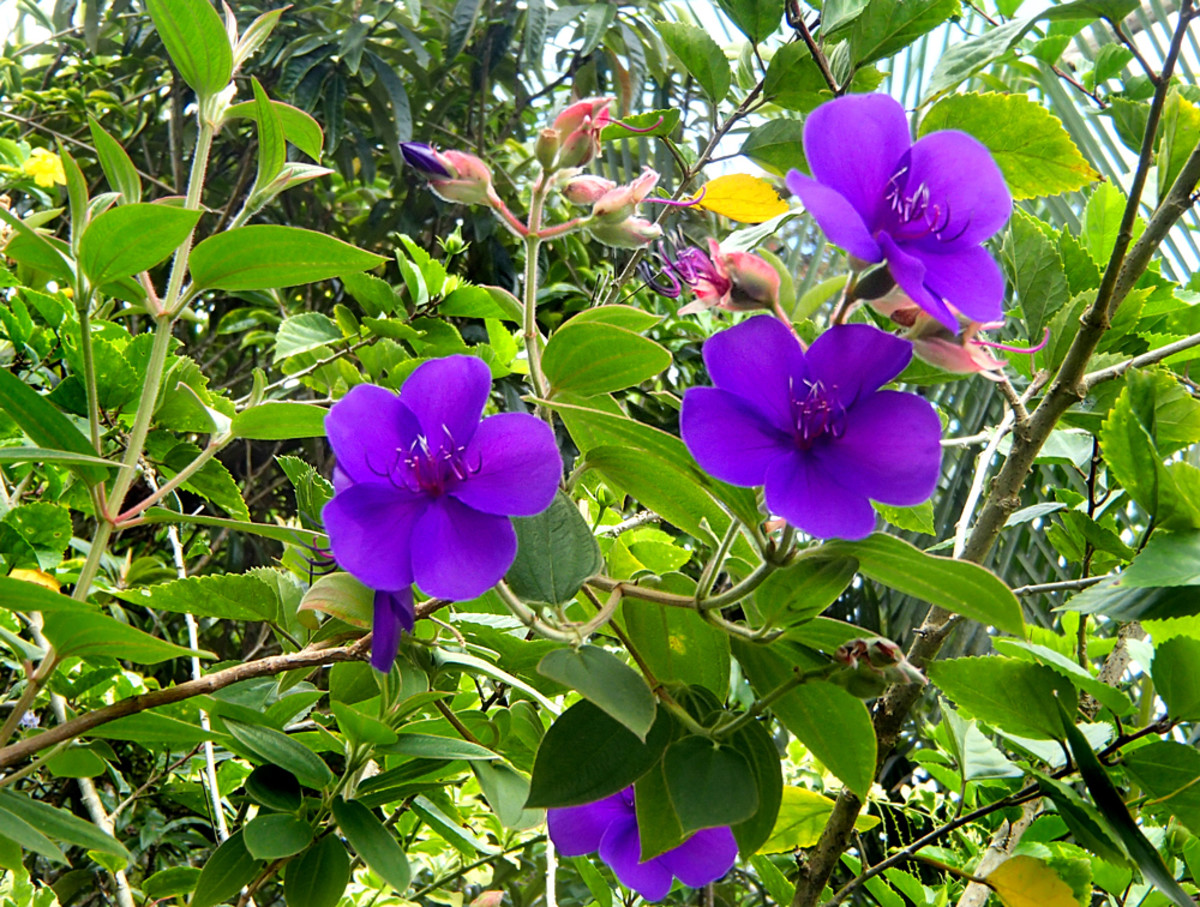 How to Use the Color Wheel to Design Your Flower Garden - Dengarden