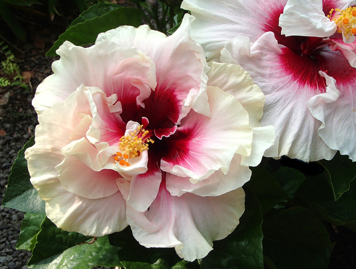 How to Use the Color Wheel to Design Your Flower Garden - Dengarden