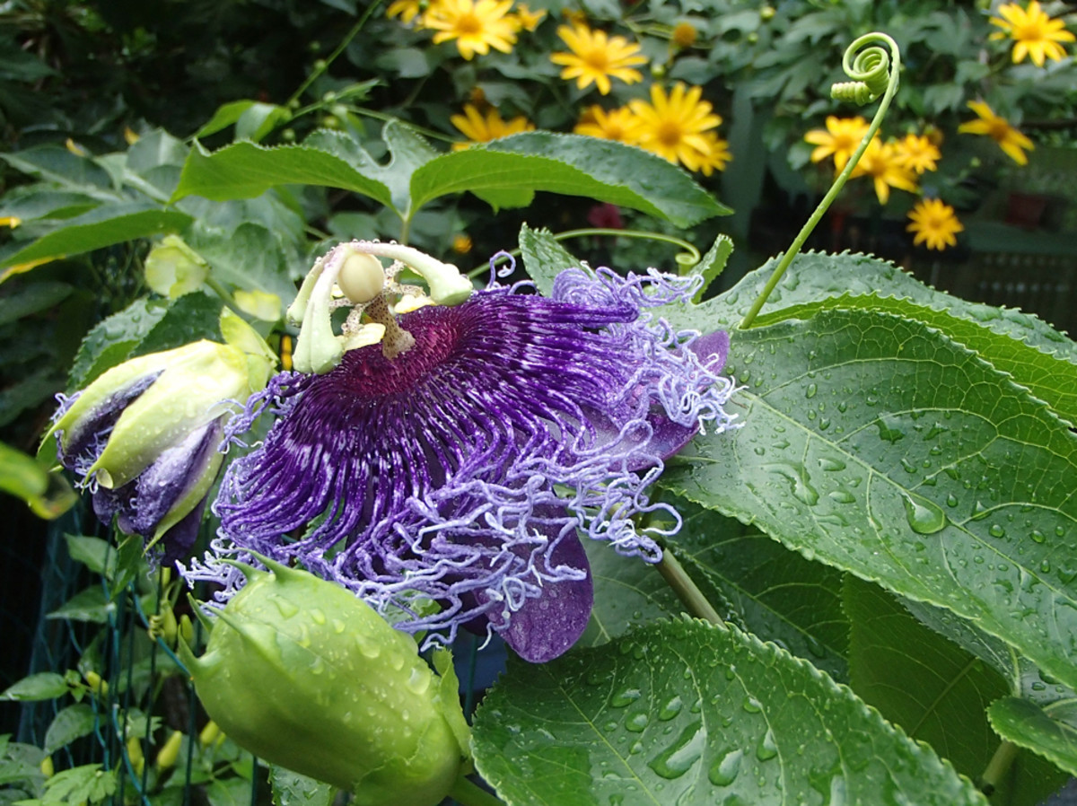 How to Use the Color Wheel to Design Your Flower Garden - Dengarden