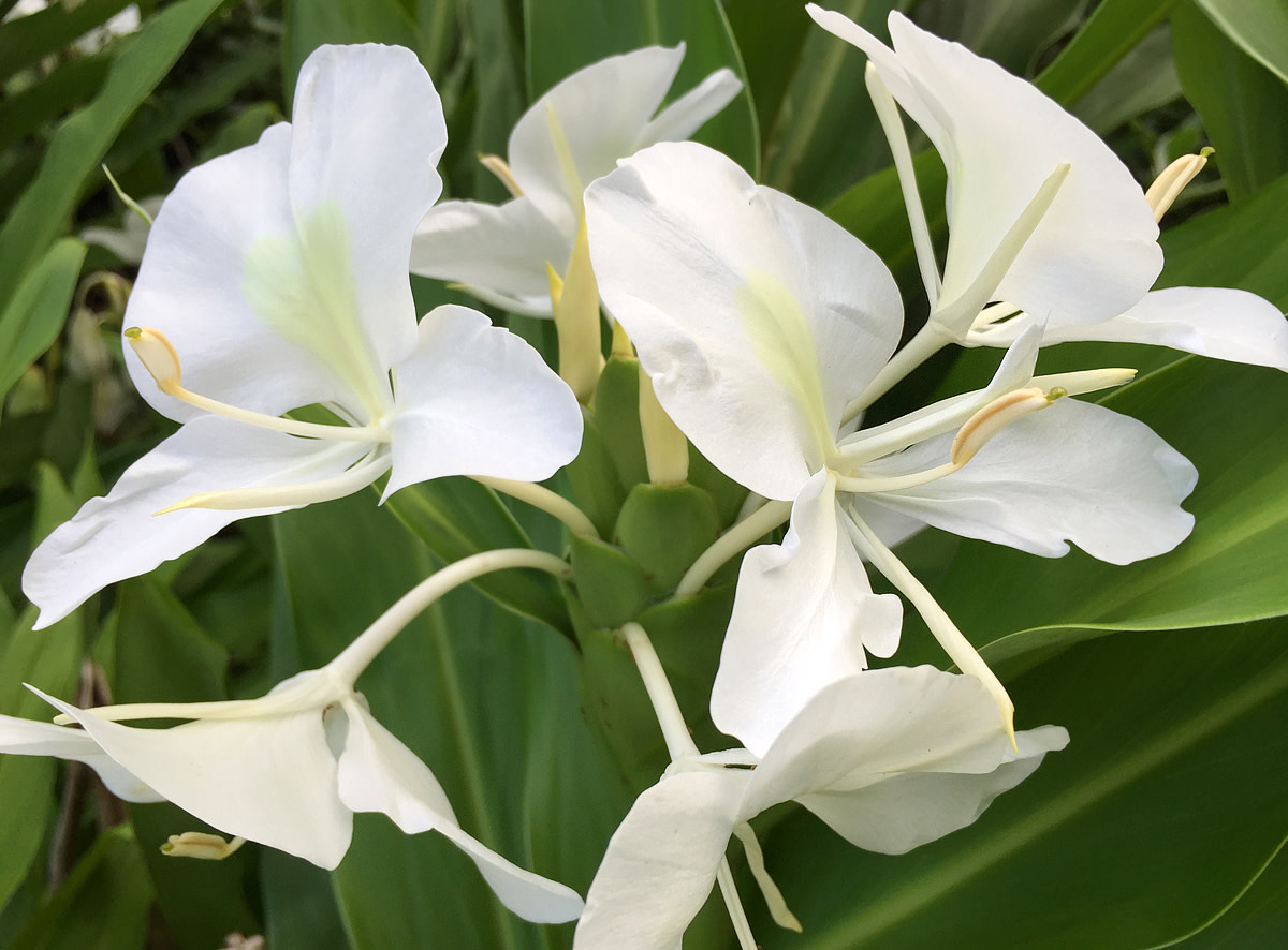 Planting a Garden With All White Tropical Flowers (See Photos) - Dengarden