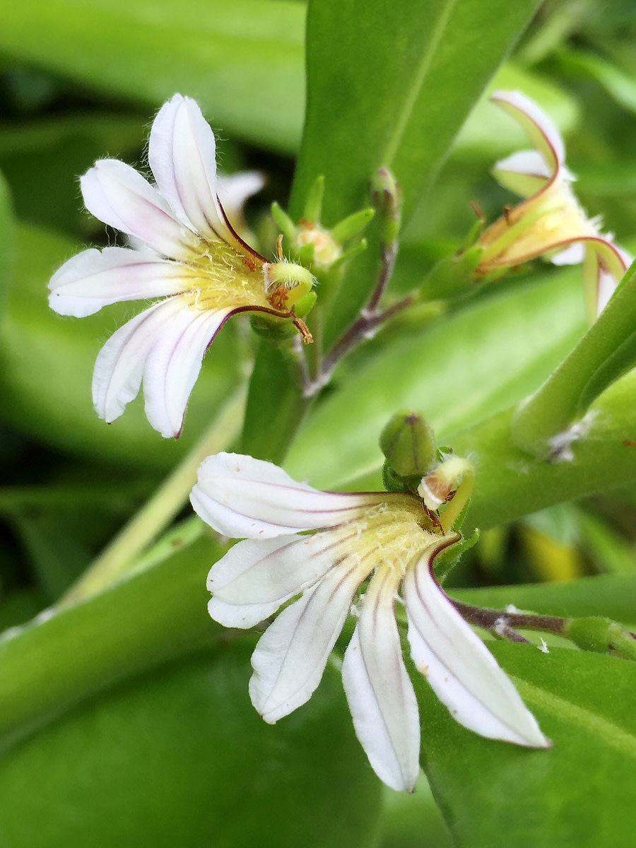 Planting a Garden With All White Tropical Flowers (See Photos) - Dengarden
